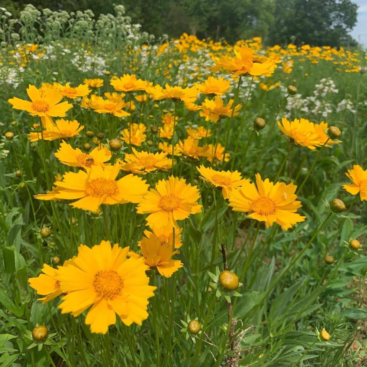 Native Plants – The Land Conservancy of McHenry County Store