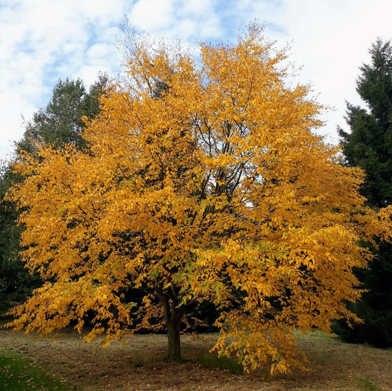 Native Trees – The Land Conservancy of McHenry County Store
