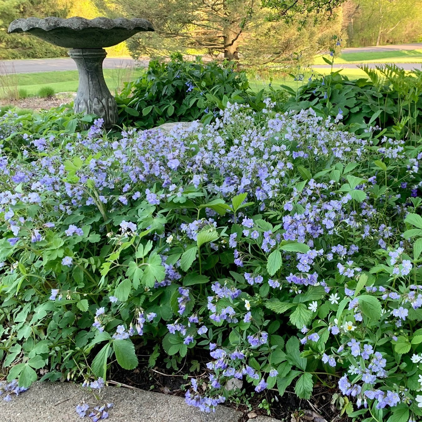 Native Plants – The Land Conservancy of McHenry County Store